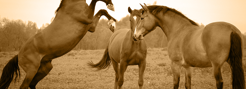 Apprendre l'anatomie du cheval | Julia Prével | Myologie du cheval