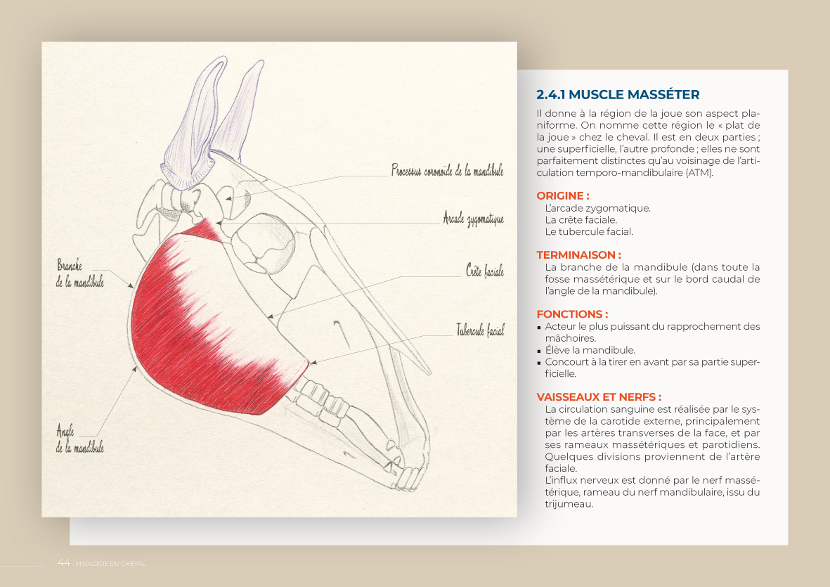 Myologie du cheval | Apprendre l'anatomie et les muscles