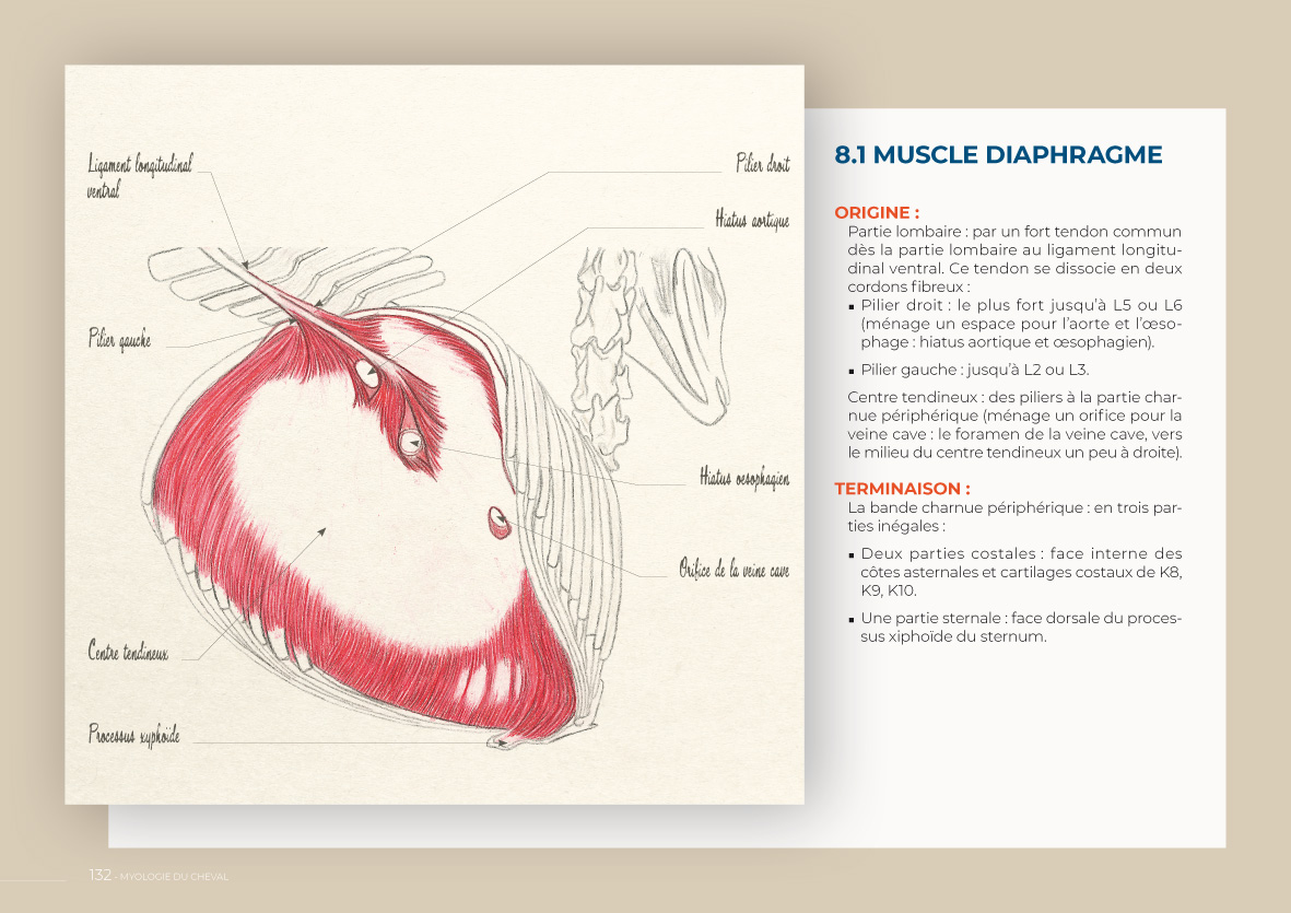 Myologie du cheval | Apprendre l'anatomie et les muscles