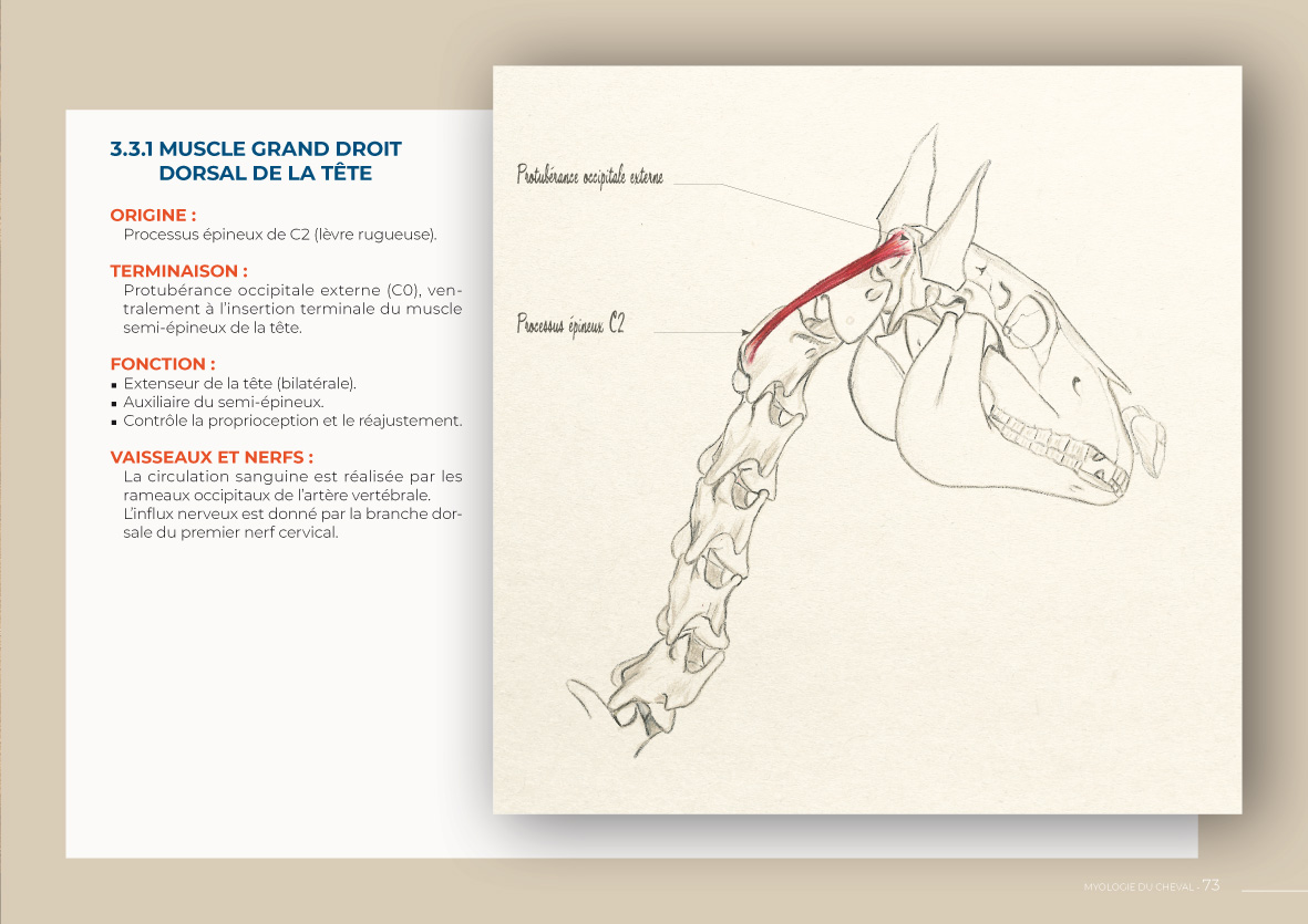 Myologie du cheval | Apprendre l'anatomie et les muscles