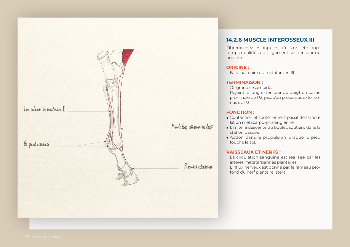 Myologie du cheval | Apprendre l'anatomie et les muscles