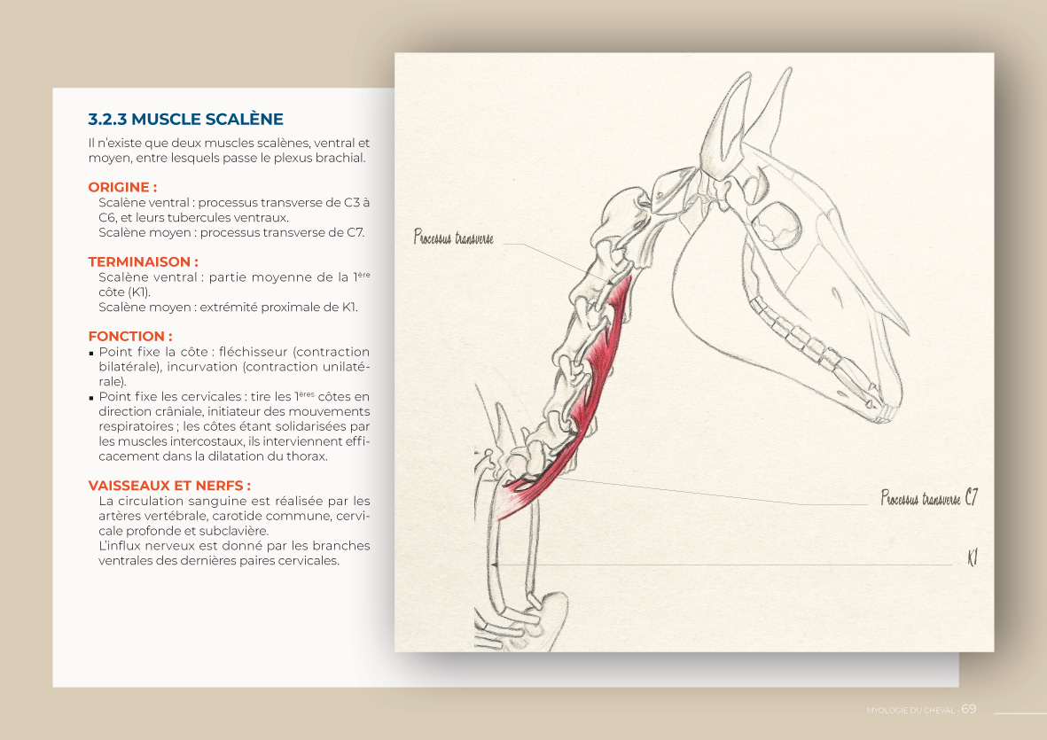 Myologie du cheval | Apprendre l'anatomie et les muscles
