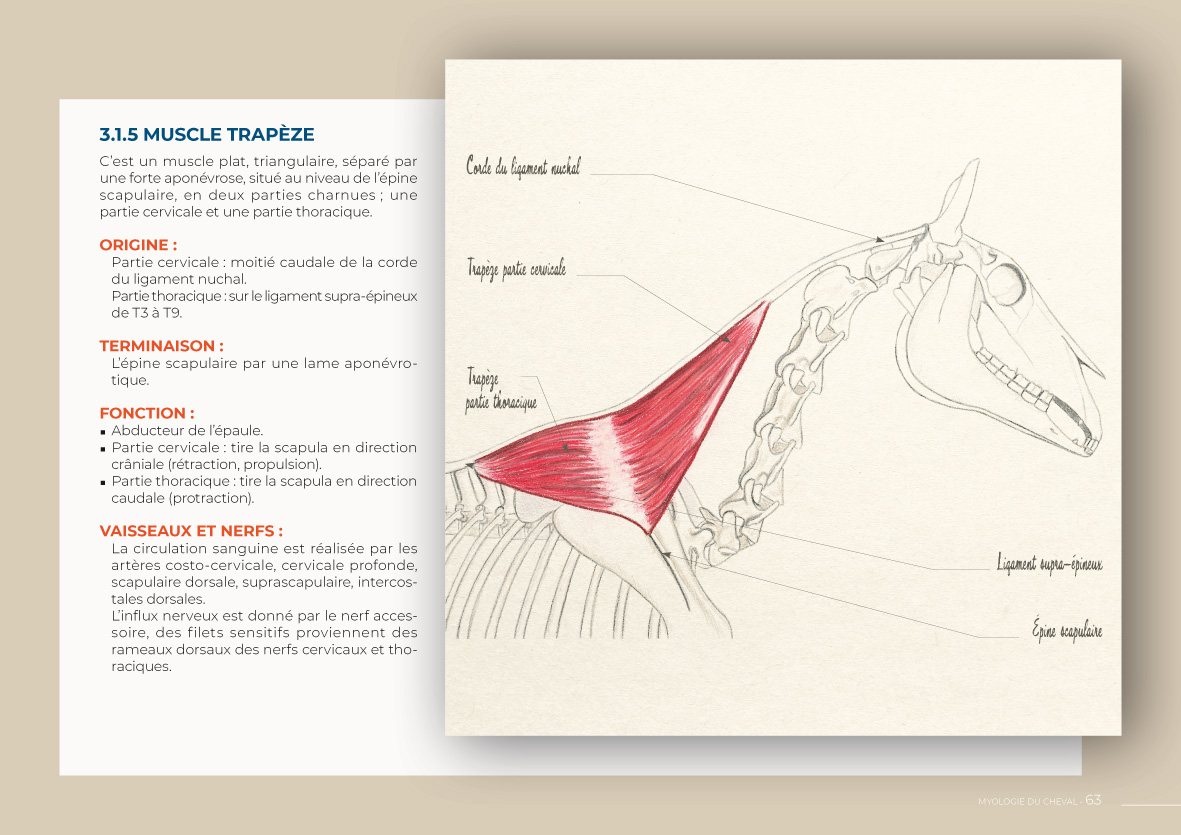 Myologie du cheval | Apprendre l'anatomie et les muscles