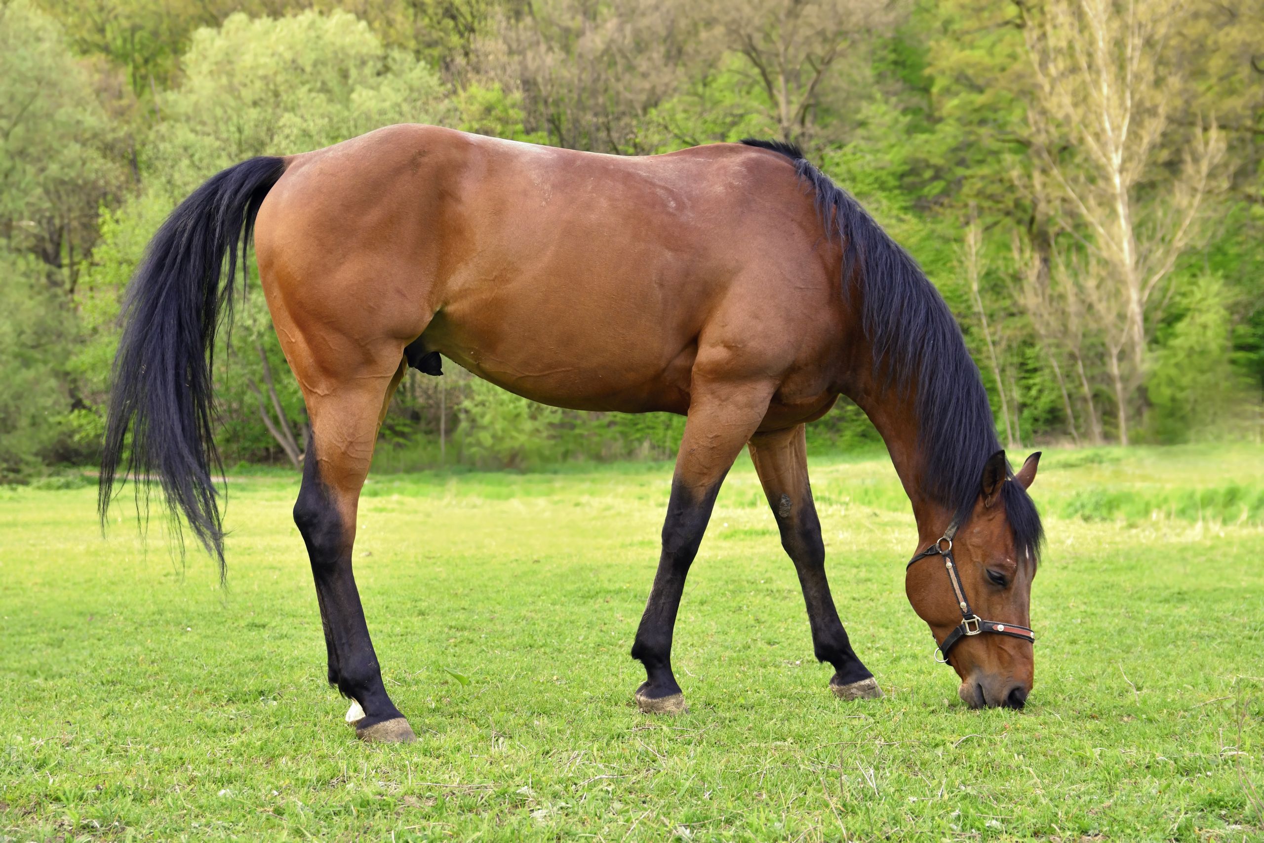 Equine myositis : symptoms, treatment and prevention | Camaya